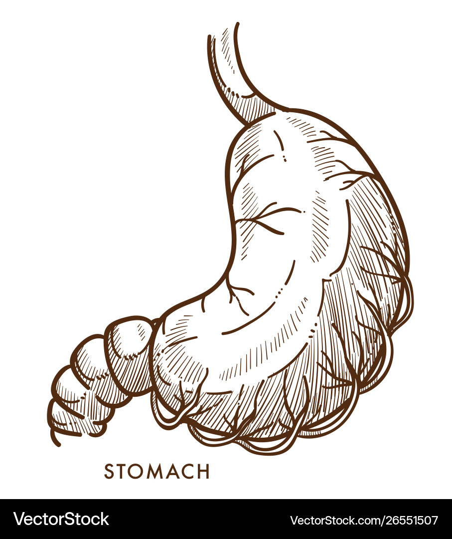 Stomach internal organ isolated sketch Royalty Free Vector