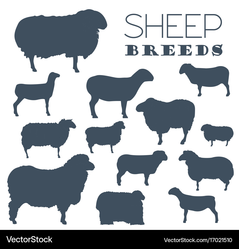 Sheep breed icon set farm animal flat design Vector Image