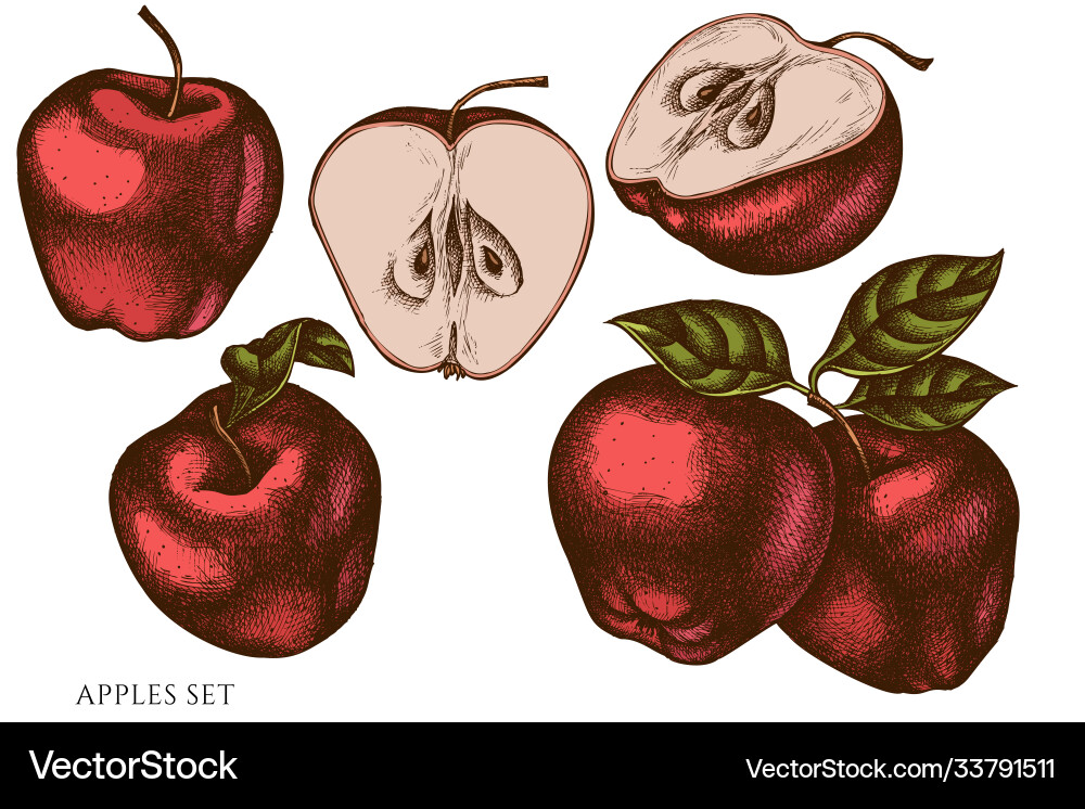 Set hand drawn colored apples Royalty Free Vector Image