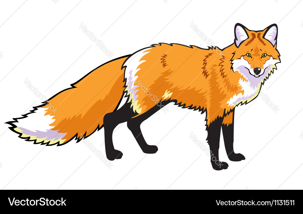 Standing red fox Royalty Free Vector Image - VectorStock