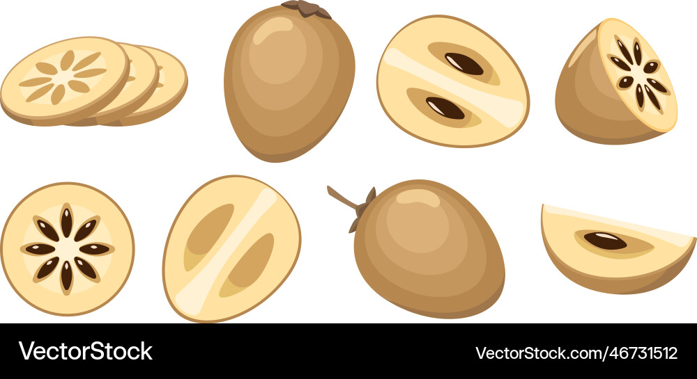 Sapota fruits set Royalty Free Vector Image - VectorStock