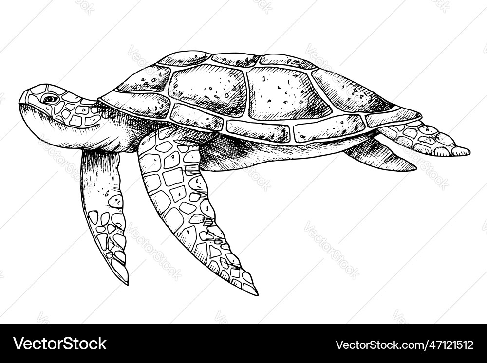 Sea turtle hand drawn Royalty Free Vector Image