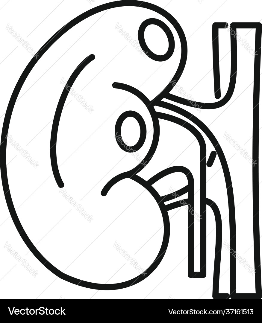 Body kidney icon outline style Royalty Free Vector Image