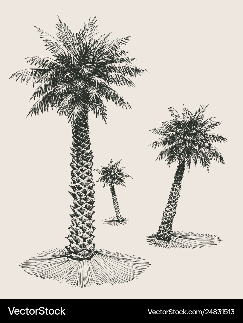 Palm trees background Royalty Free Vector Image