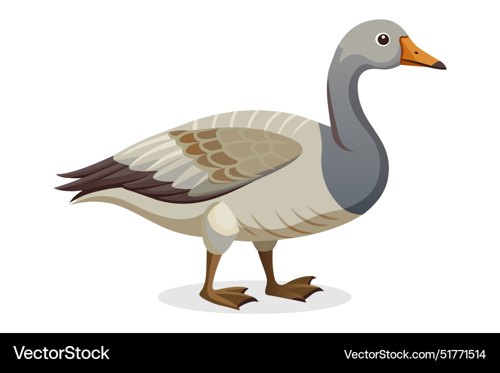 Gander bird on white background Royalty Free Vector Image