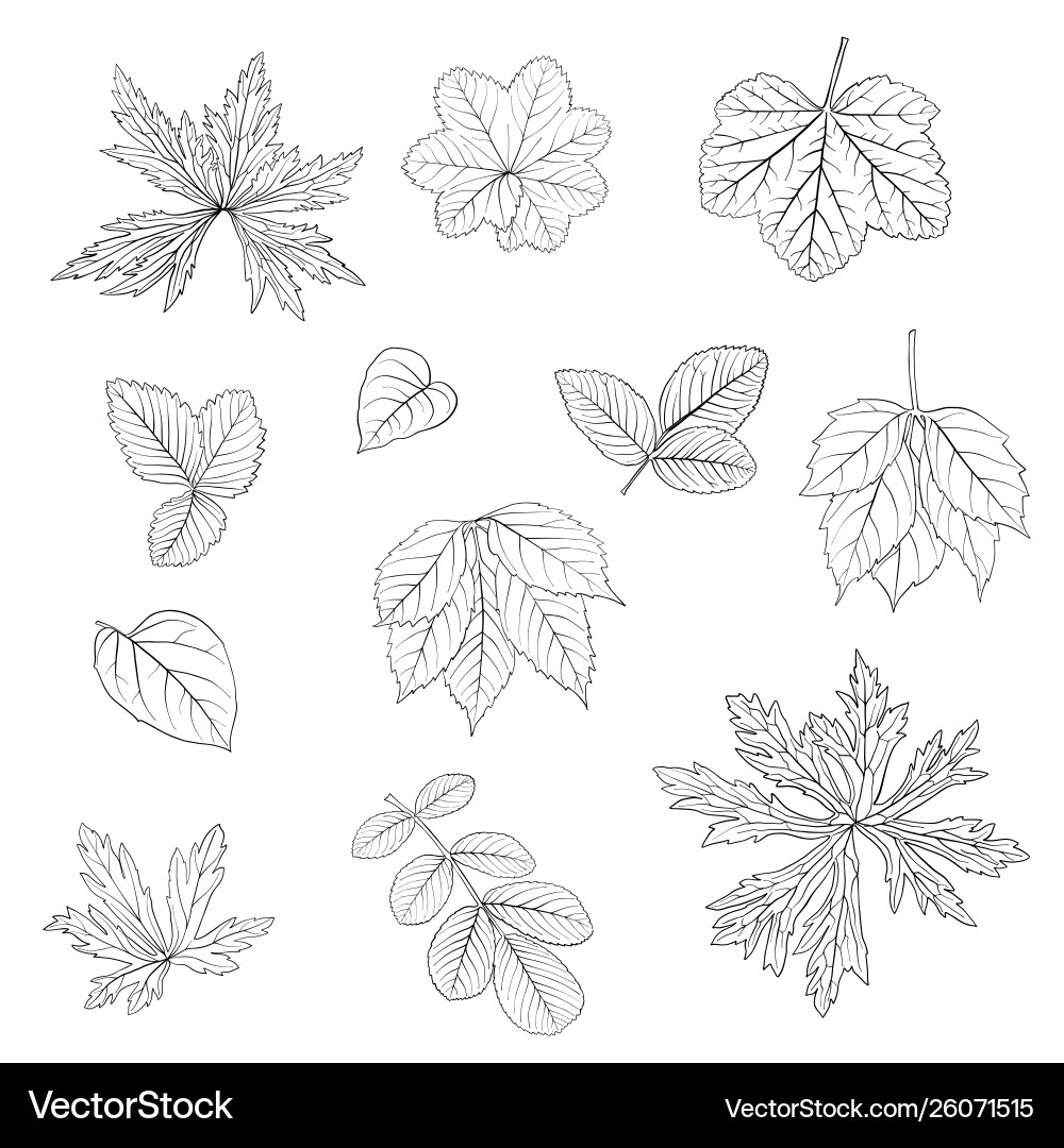 Drawing leaves Royalty Free Vector Image - VectorStock