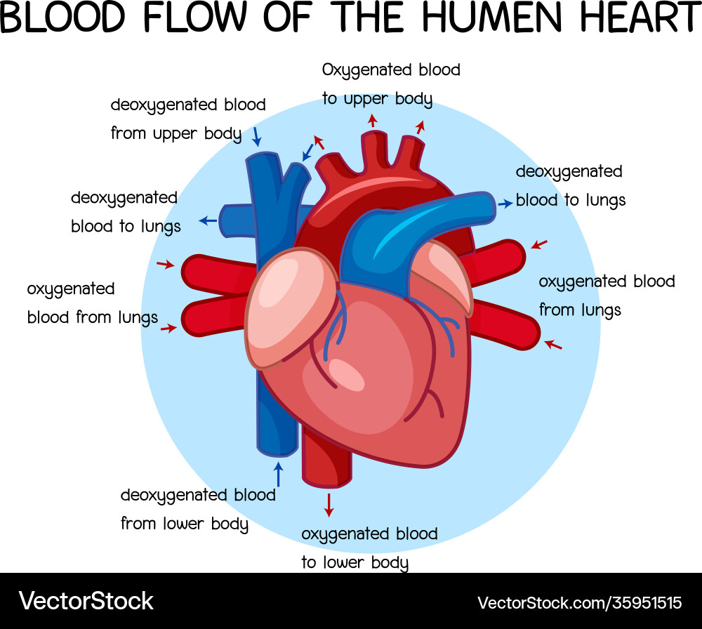 human heart bleeding drawing