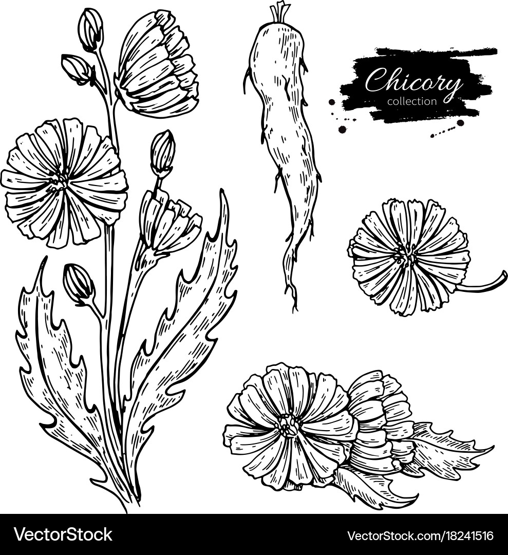 Chicory flower root and seed superfood Royalty Free Vector