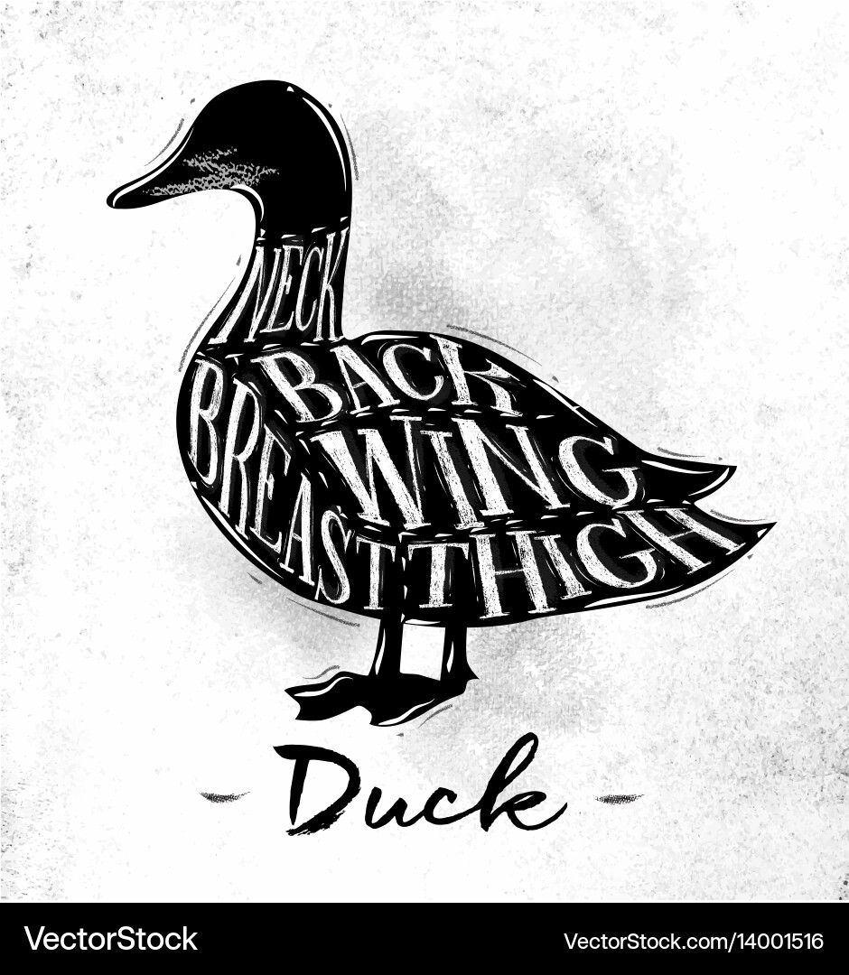 Duck Anatomy Diagram Royalty Free Vector Image