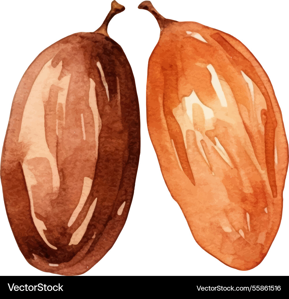 Watercolor painted dates fruit hand drawn fresh Vector Image