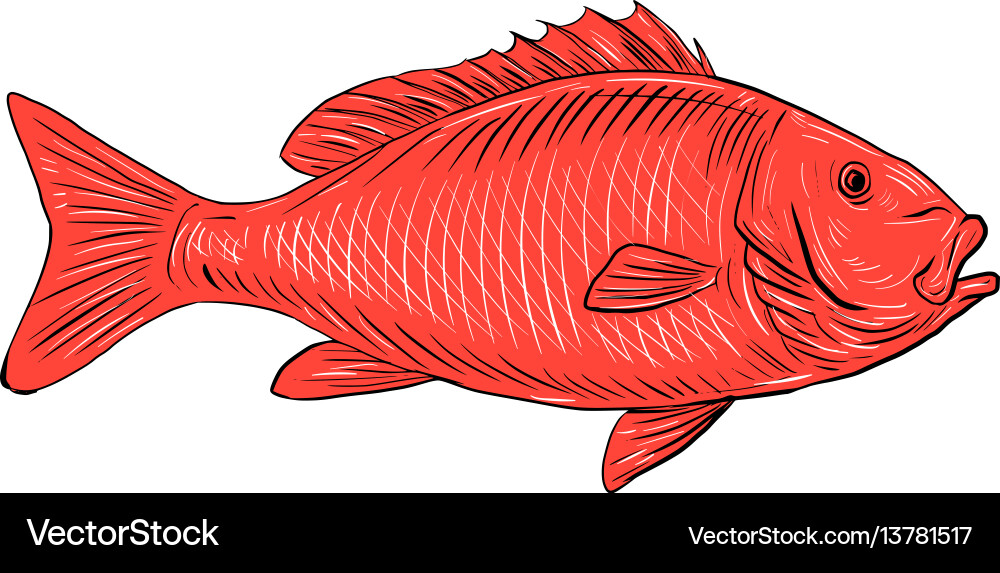 Australasian snapper swimming drawing Royalty Free Vector
