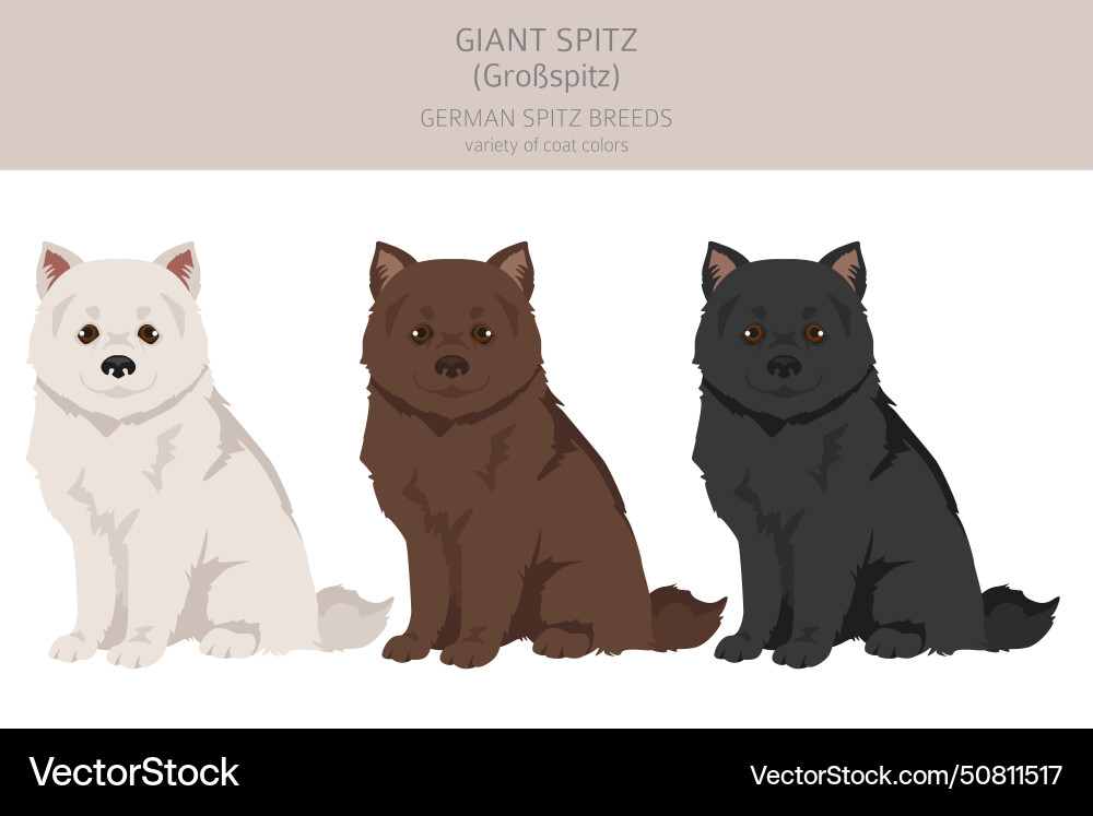 German spitz giant puppy clipart different Vector Image