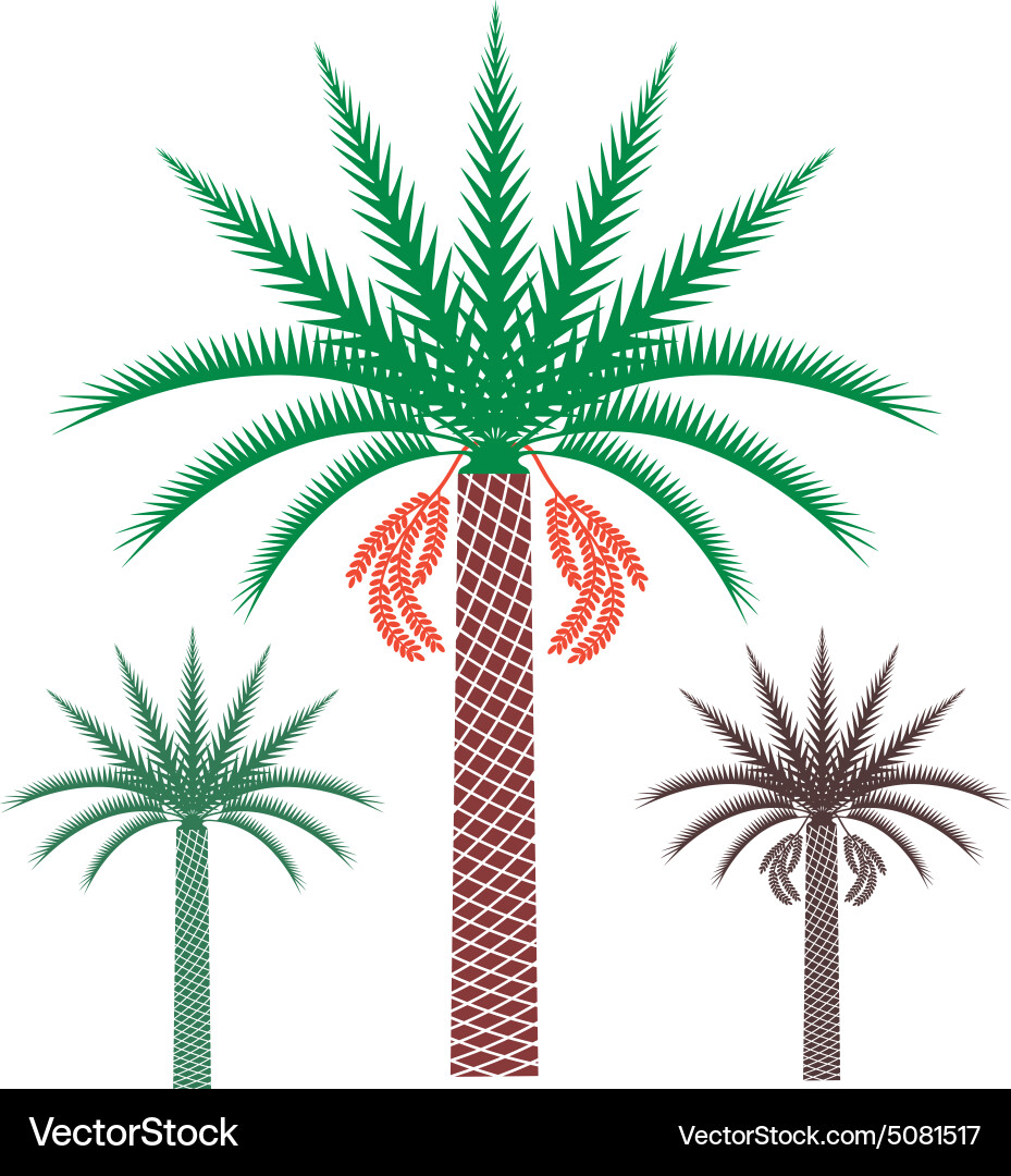 Palm tree Royalty Free Vector Image - VectorStock