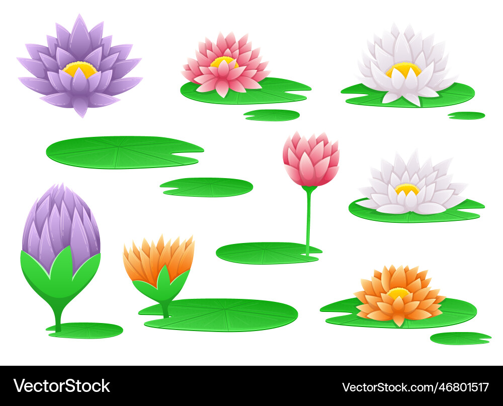 Water lily flower design isolated on background Vector Image