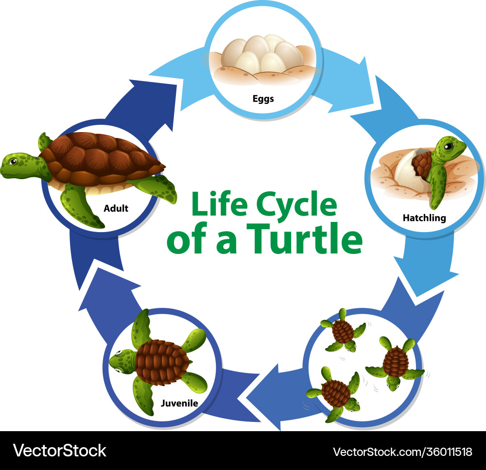 Diagram Showing Life Cycle Of Sea Turtle Stock