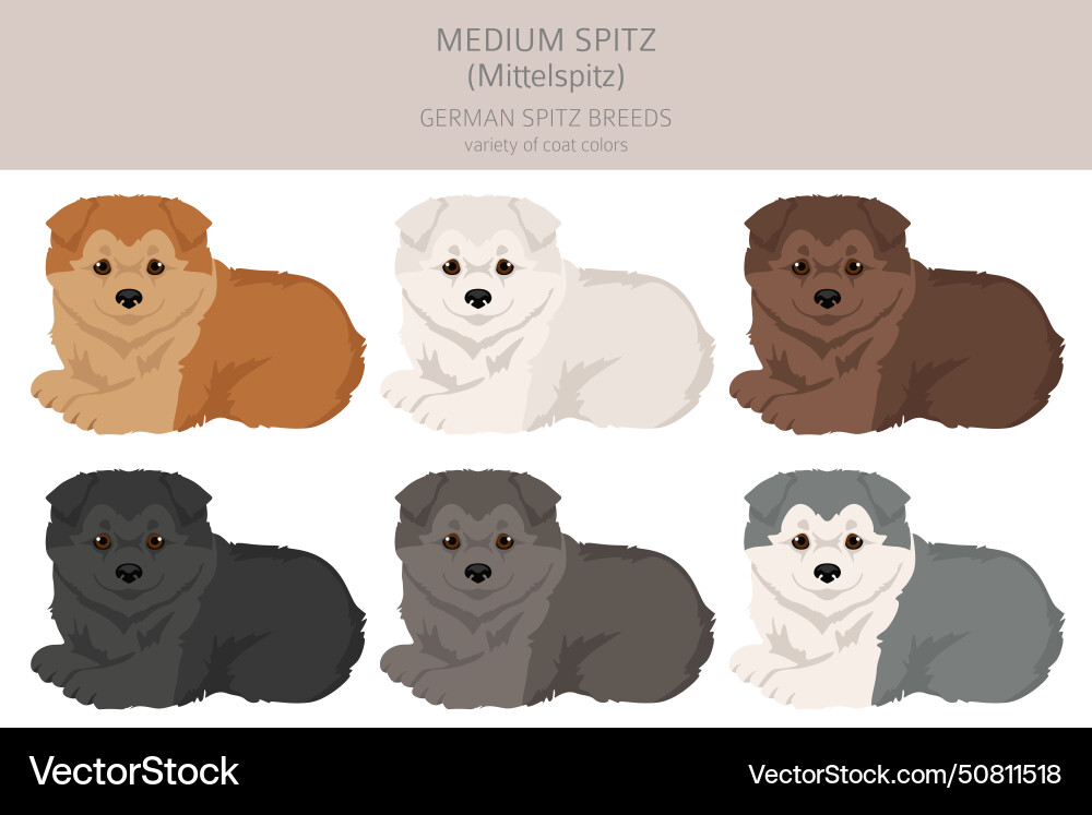 German spitz medium puppy clipart different Vector Image