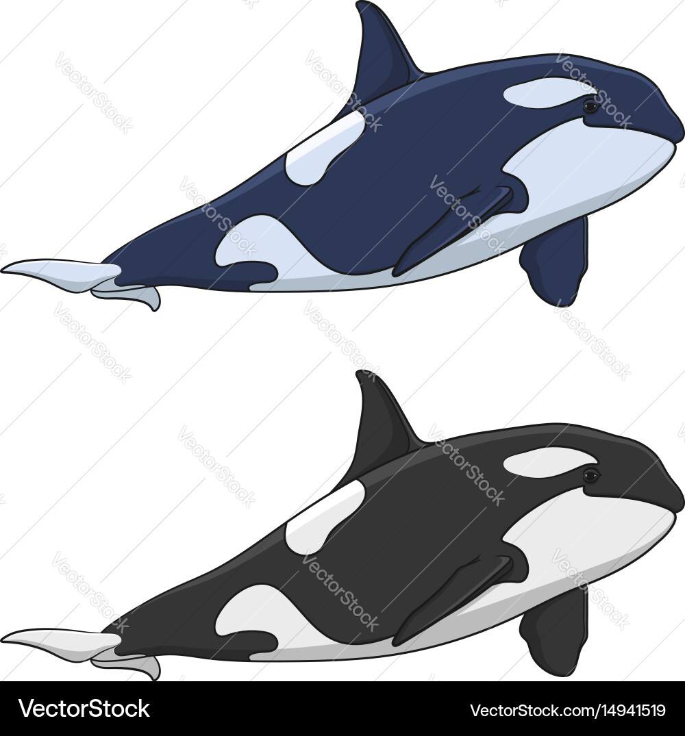 Color image of a killer whale Royalty Free Vector Image