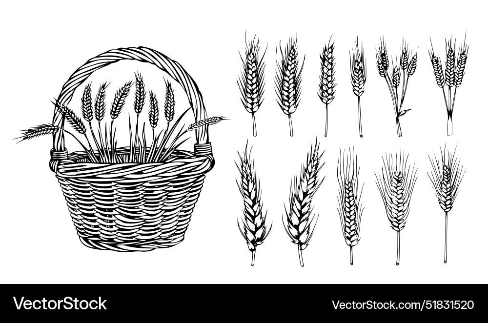 Hand drawn of wheat set Royalty Free Vector Image
