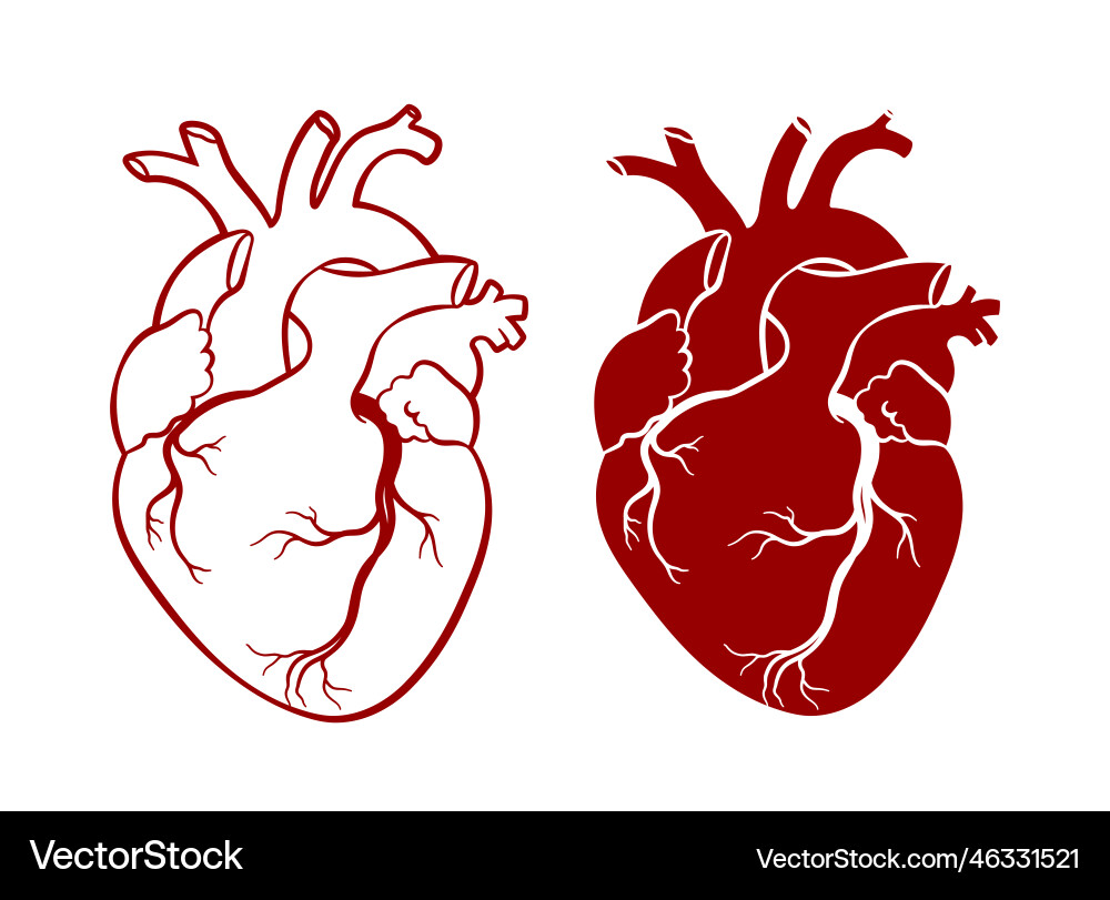 Vector Image Of Human Heart Real Biology Human Heart Red. Vector