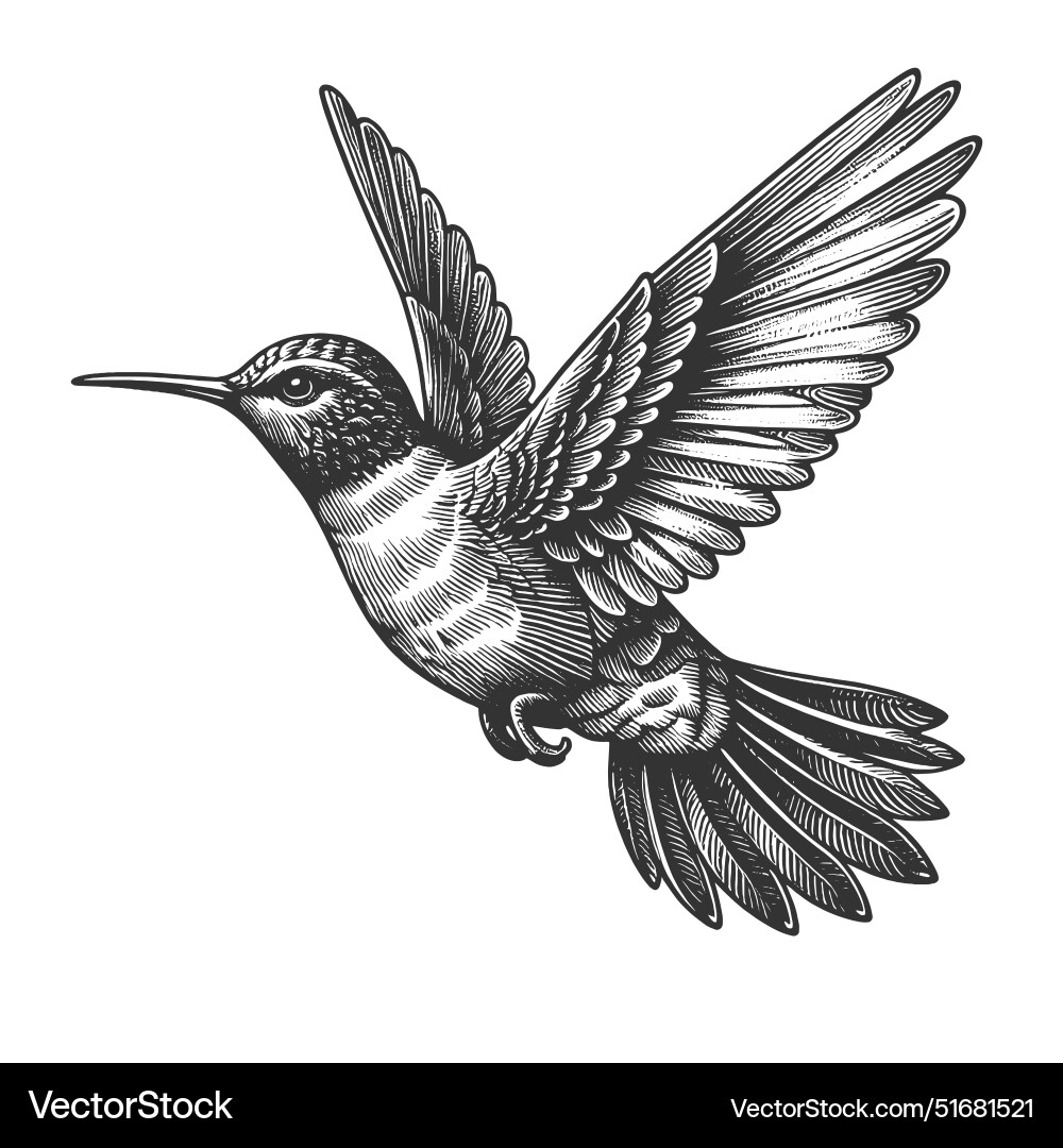 Hummingbird in flight engraving sketch Royalty Free Vector