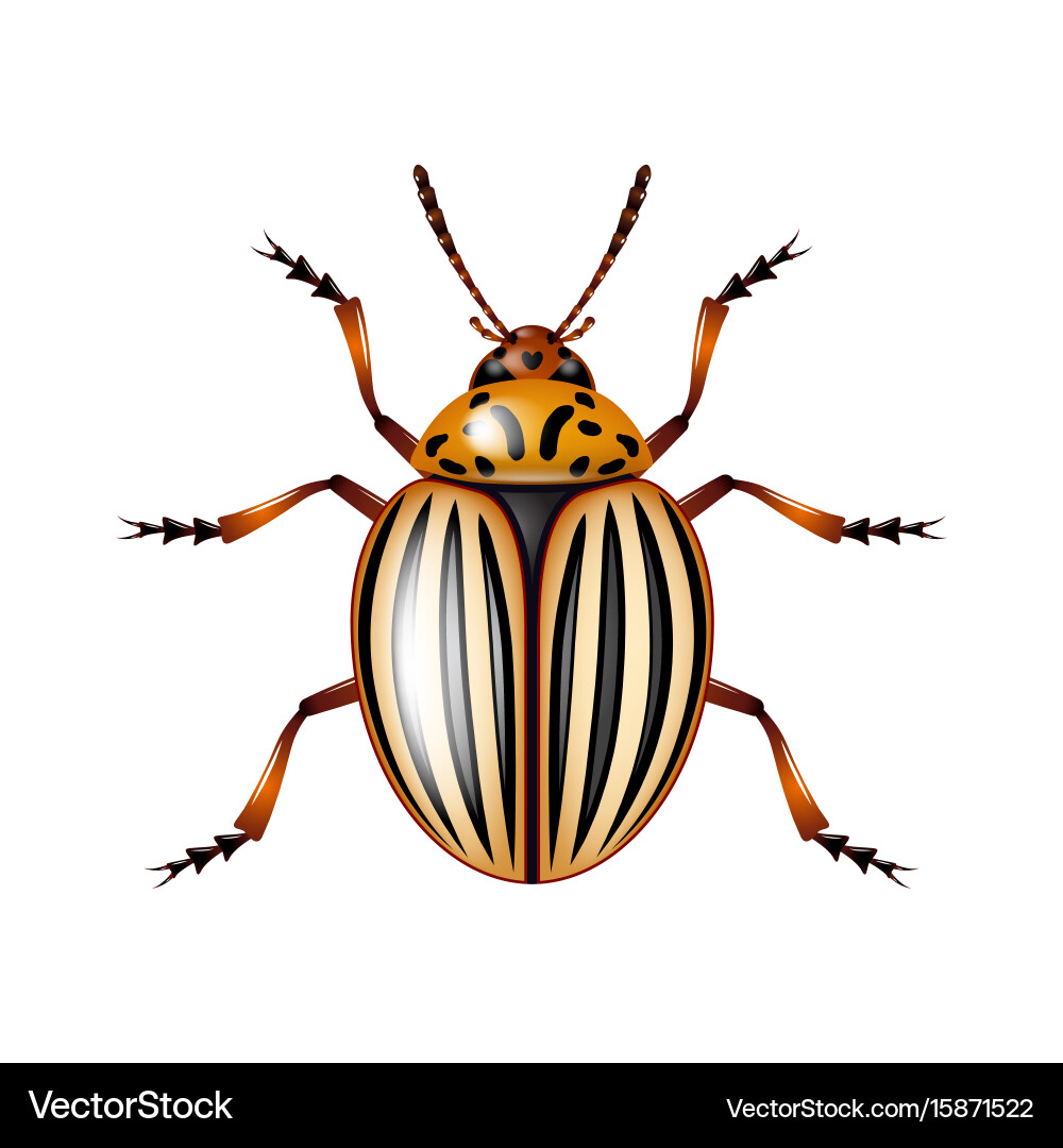 Colorado beetle isolated on white Royalty Free Vector Image