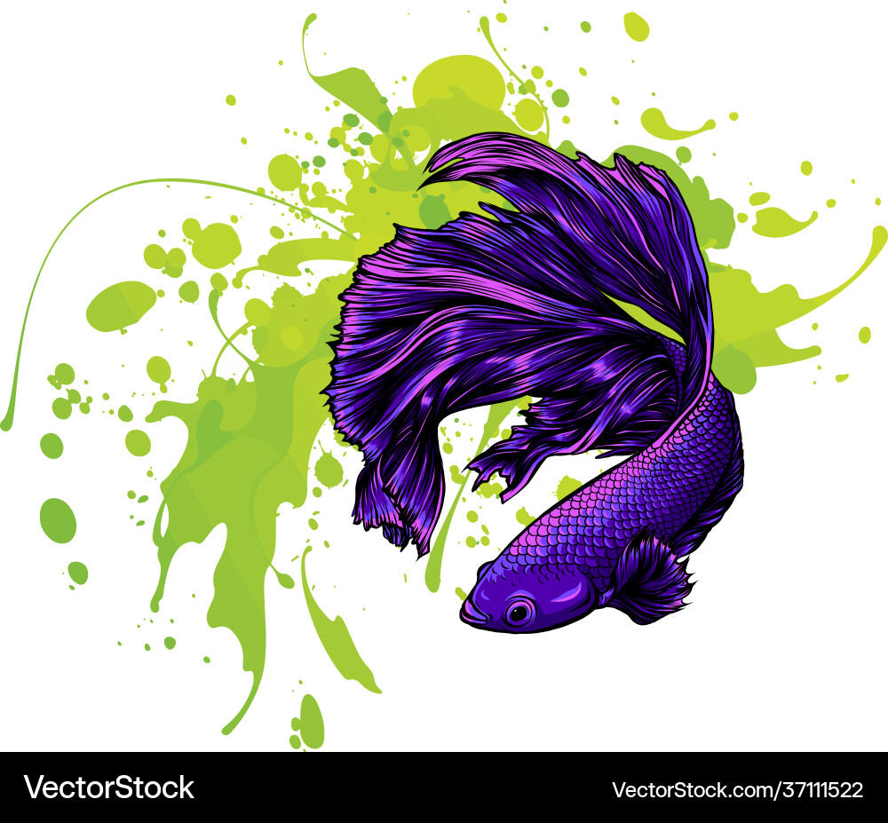 Colorful betta fish with water splash Royalty Free Vector