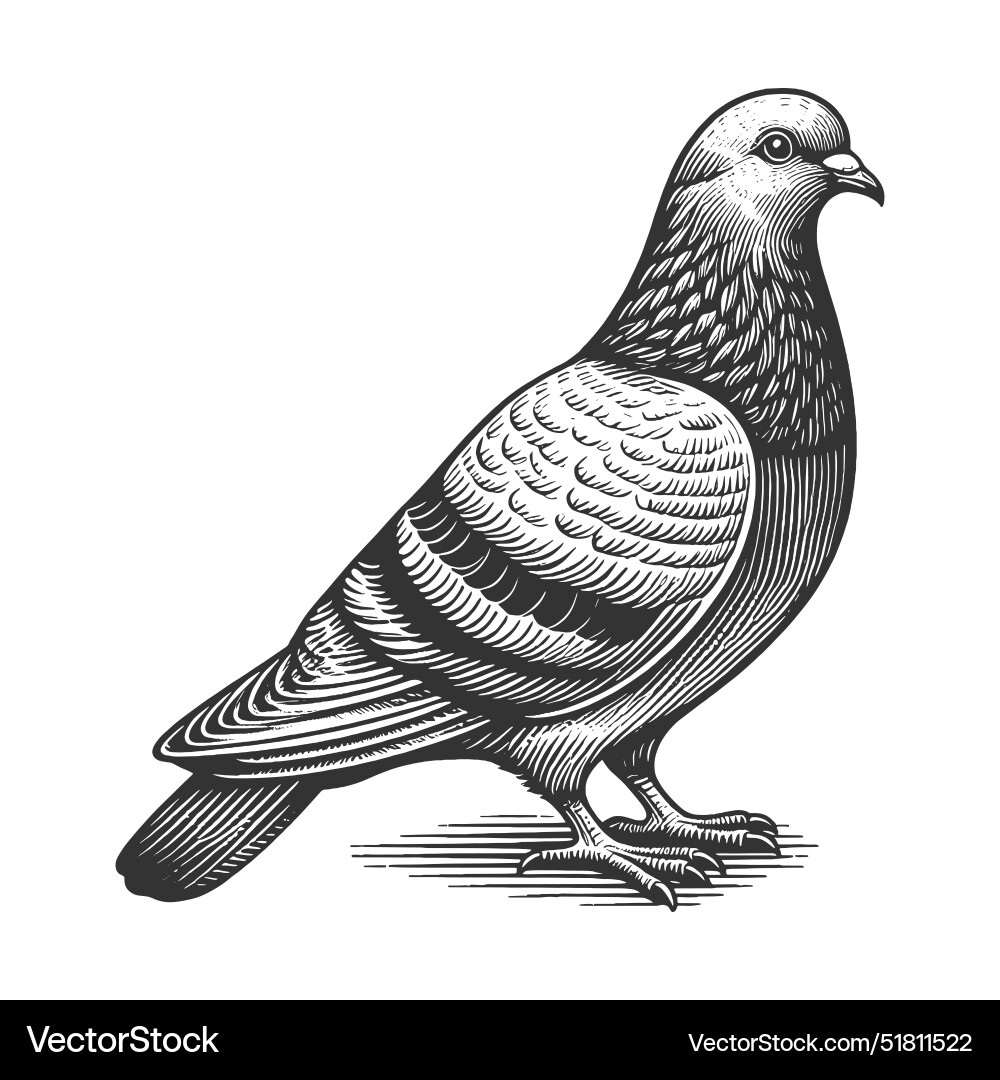 Pigeon dove bird engraving Royalty Free Vector Image