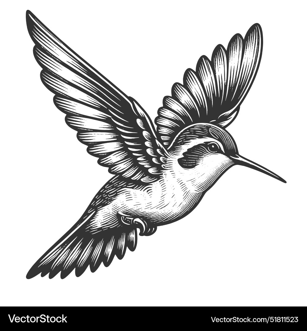 Hummingbird in flight engraving sketch Royalty Free Vector