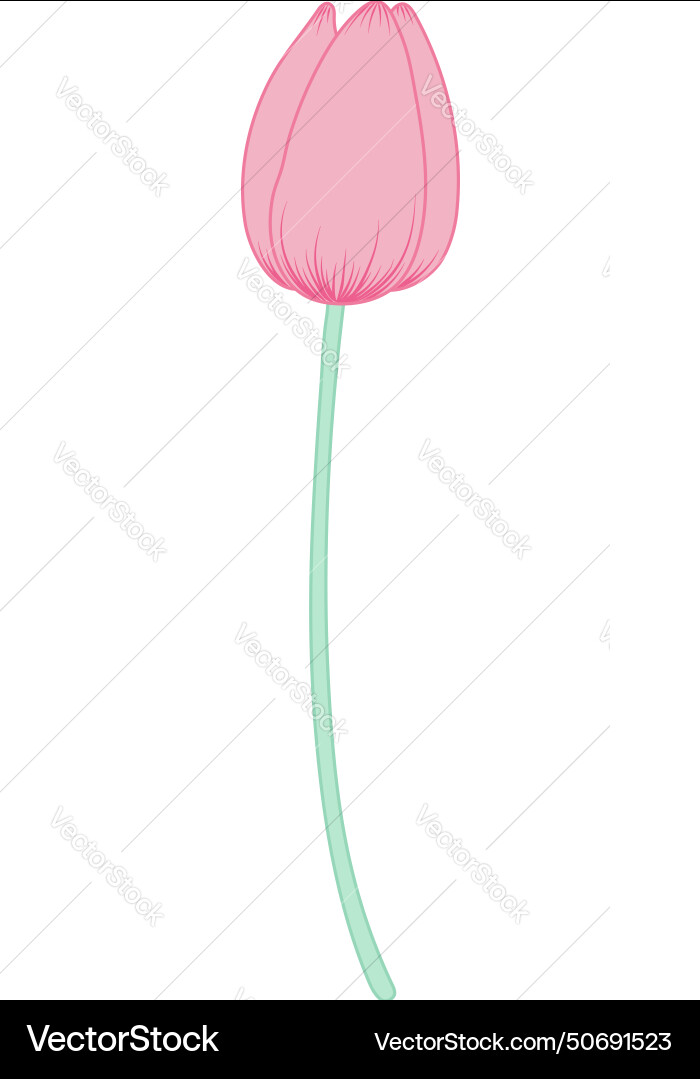 Tulip flower hand drawn line art Royalty Free Vector Image