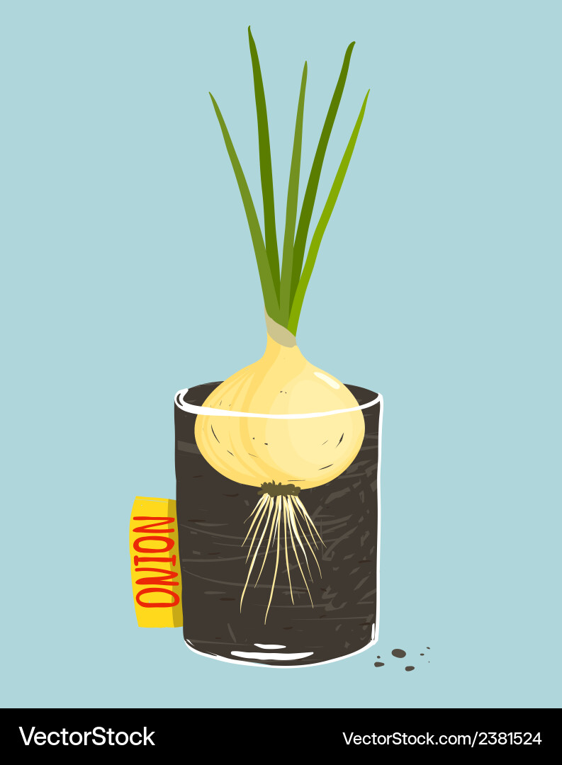 Growing onion with green leafy top in container Vector Image