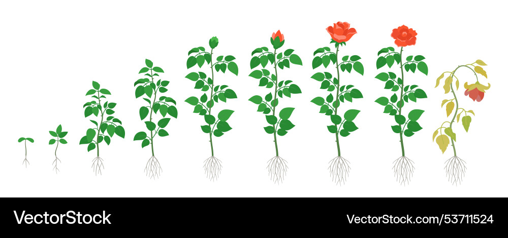 Growth stages of a rose Royalty Free Vector Image