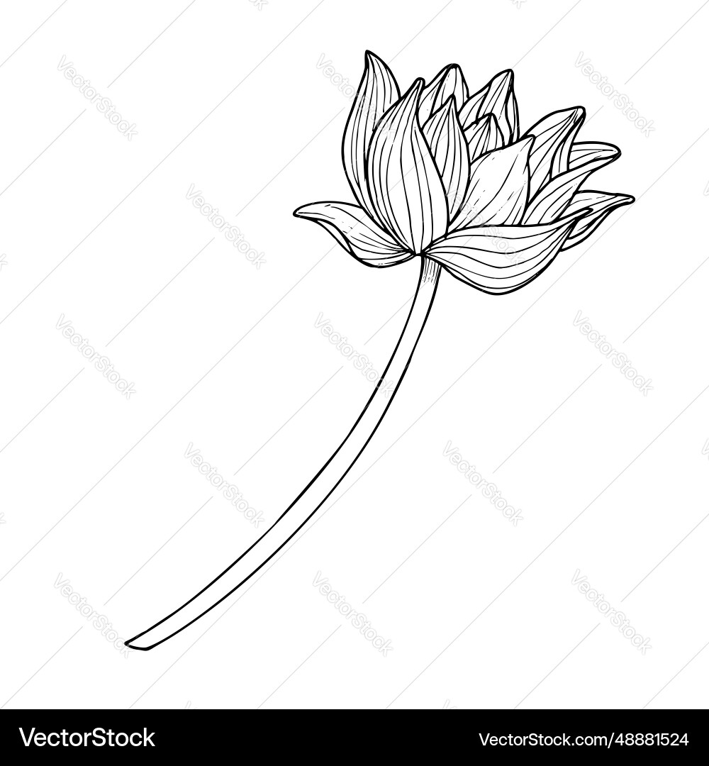 Lotus flower hand drawn Royalty Free Vector Image