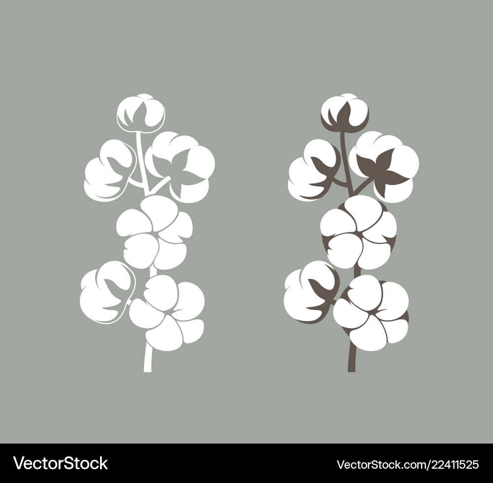 Cotton plant Royalty Free Vector Image - VectorStock
