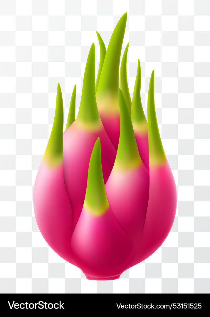 Dragon fruit pitaya or pitahaya isolated Vector Image