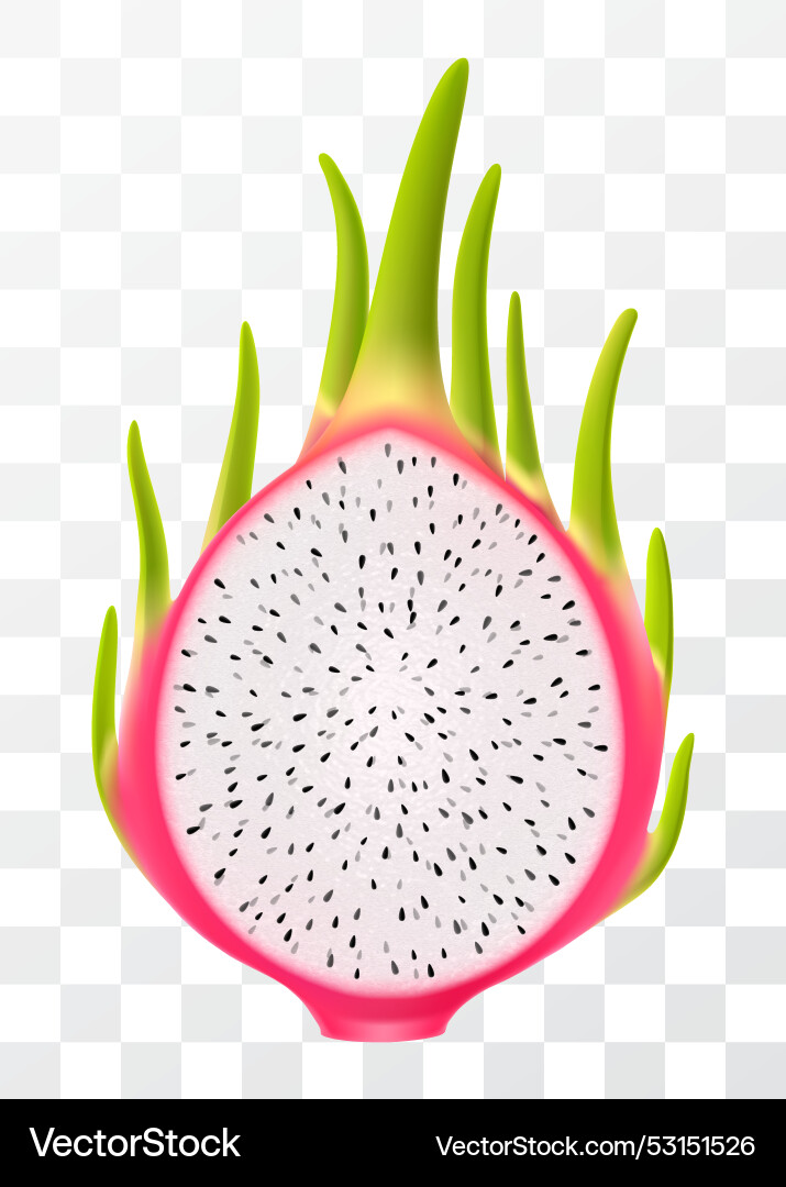 Fresh dragon fruit isolated on transparent Vector Image
