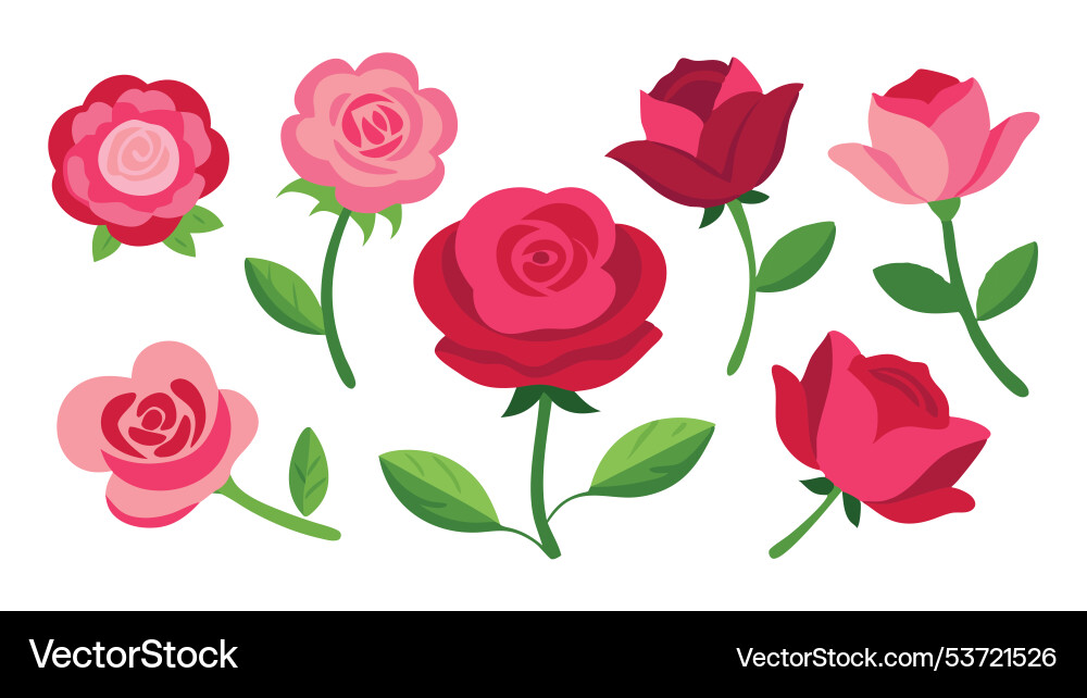 Rose flower set isolated flat on white background Vector Image
