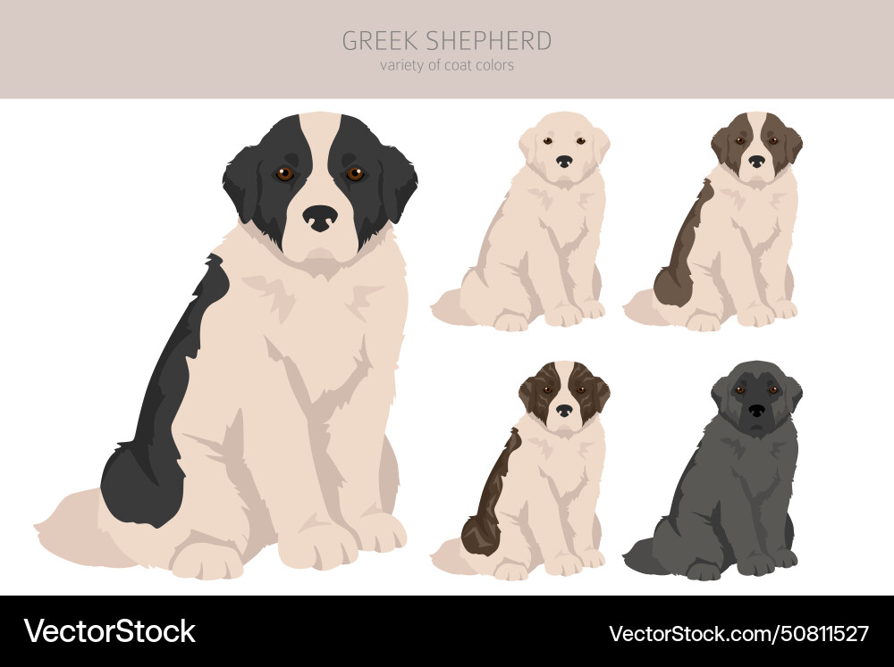 Greek shepherd 2 Royalty Free Vector Image - VectorStock