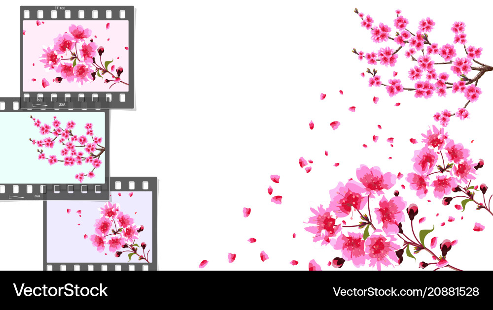 Sakura curved branches a cherry tree Royalty Free Vector