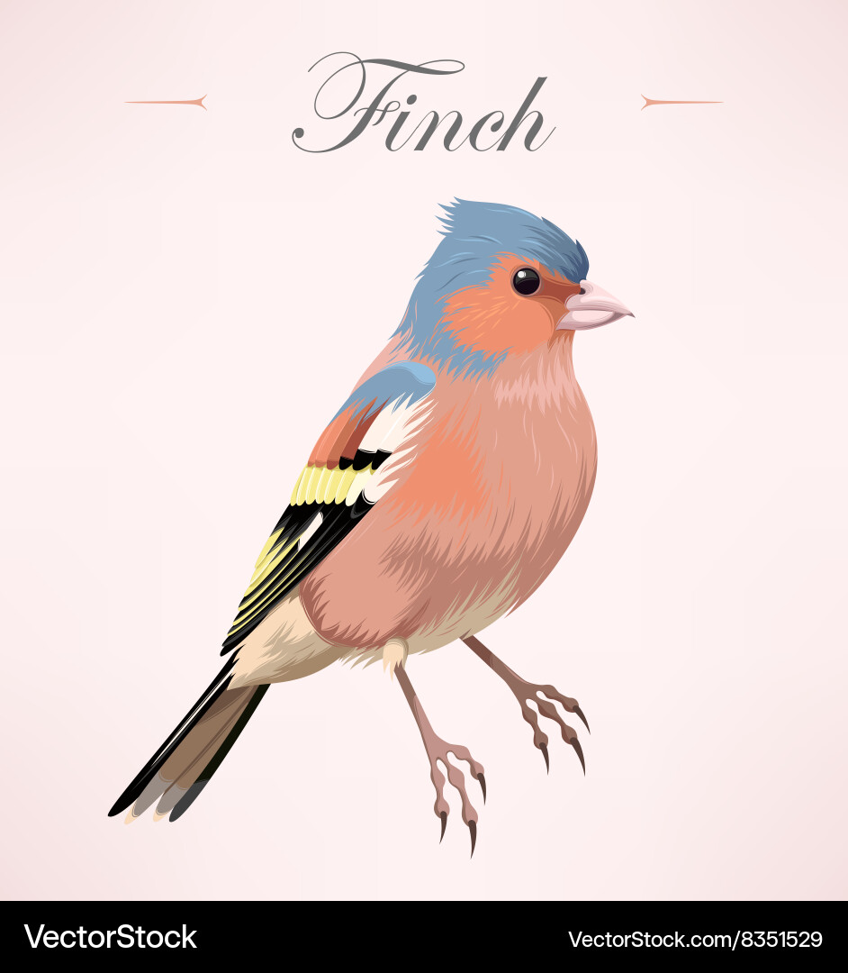 Finch Royalty Free Vector Image - VectorStock