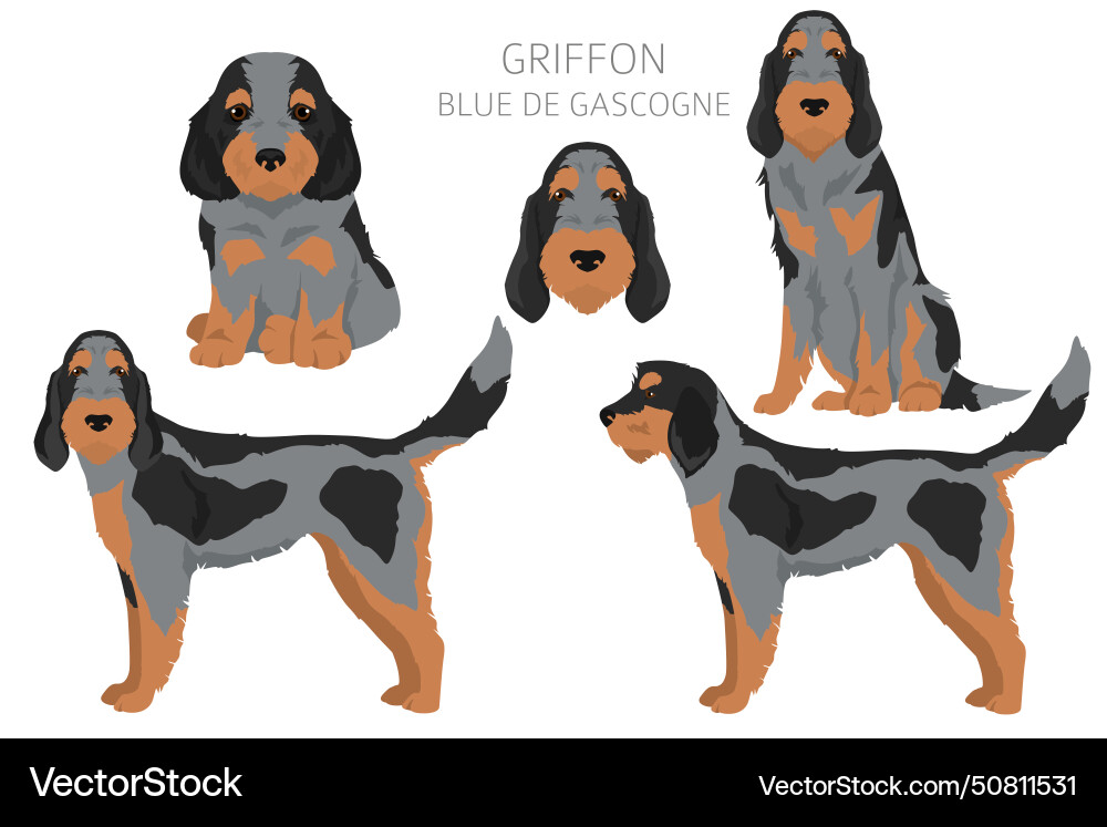 Griffon blue de gascogne 2 Royalty Free Vector Image