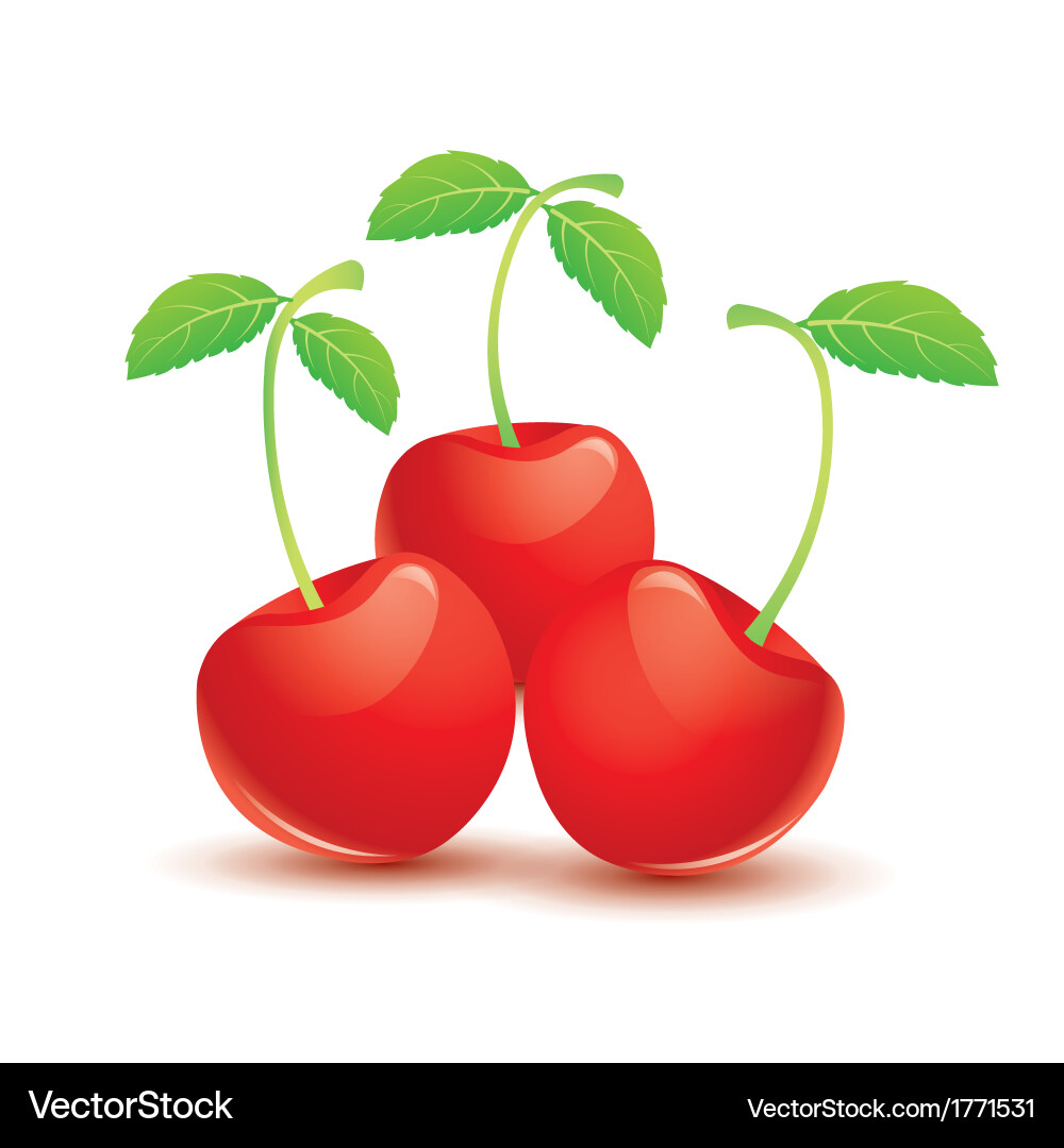 Ripe red cherry with leaves Royalty Free Vector Image