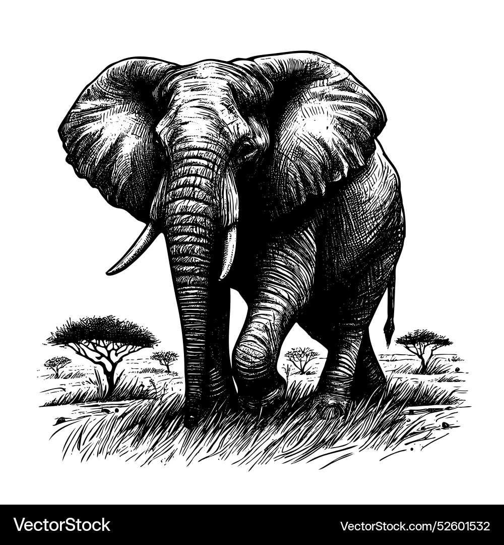 A black and white drawing of an elephant – Royalty-Free Vector ...