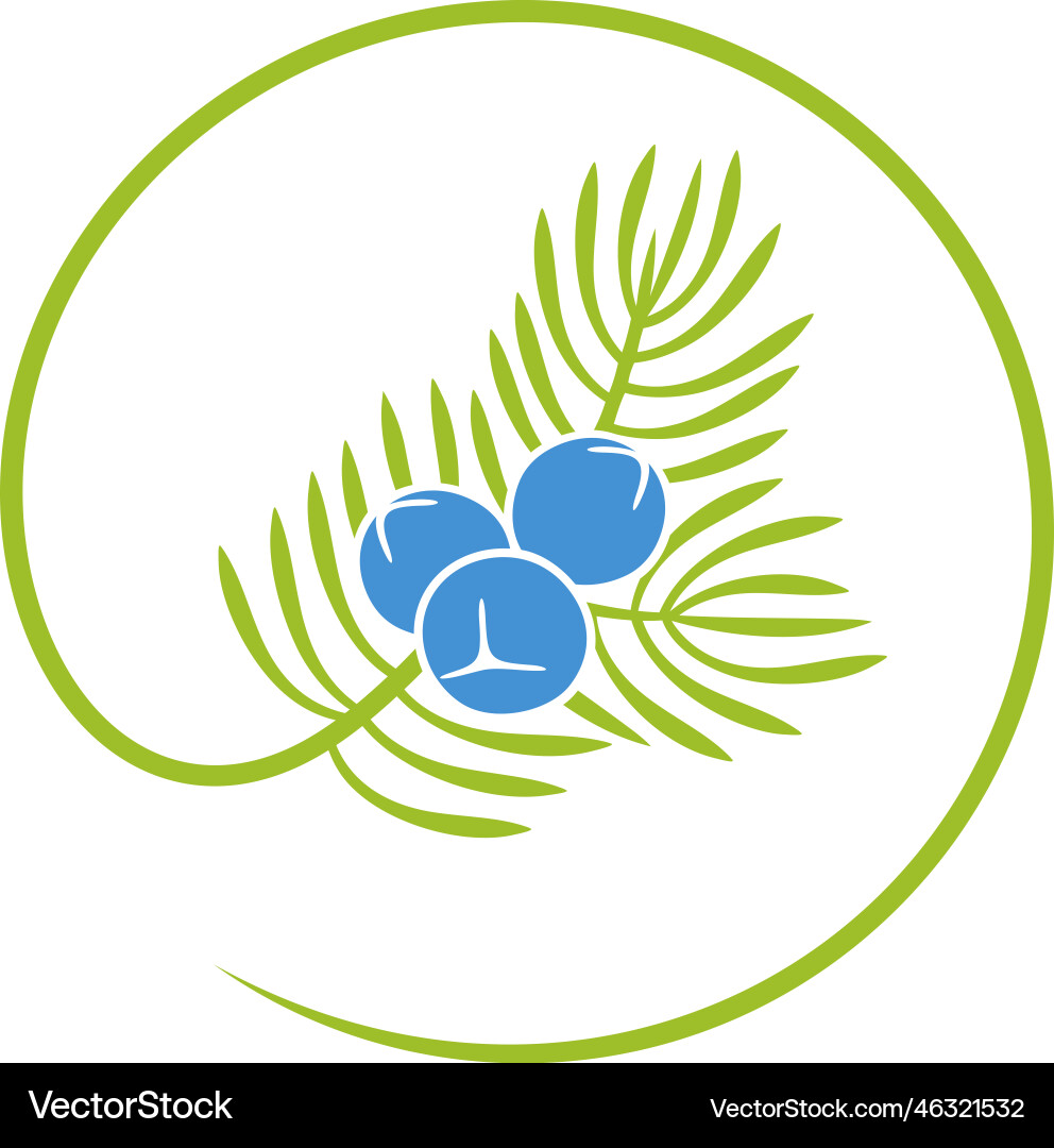 Juniper Royalty Free Vector Image - VectorStock