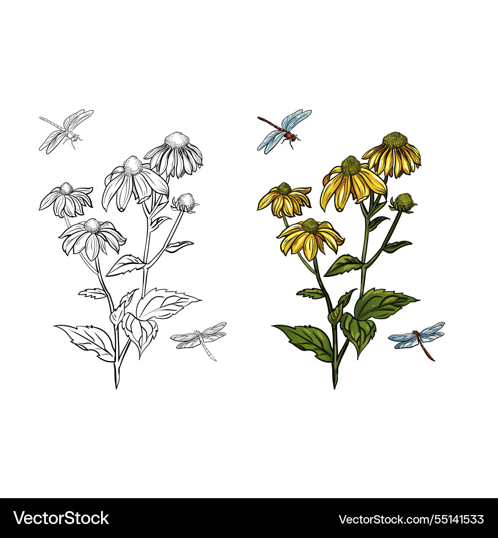Hand drawing rudbeckia flower dragonfly Royalty Free Vector