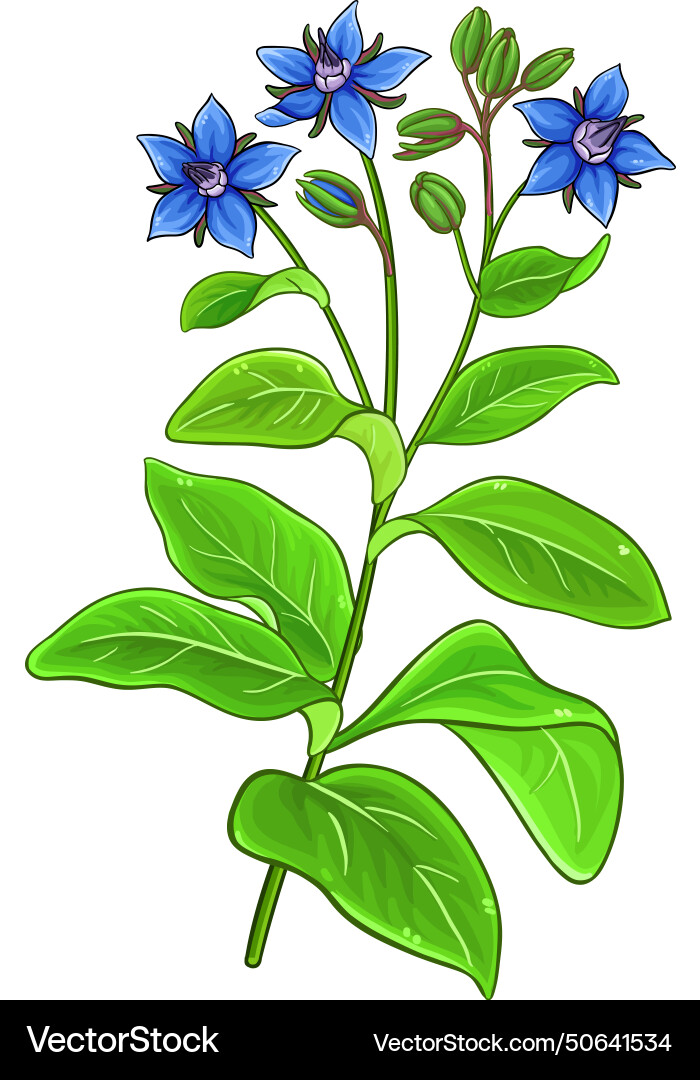Borage plant colored detailed Royalty Free Vector Image