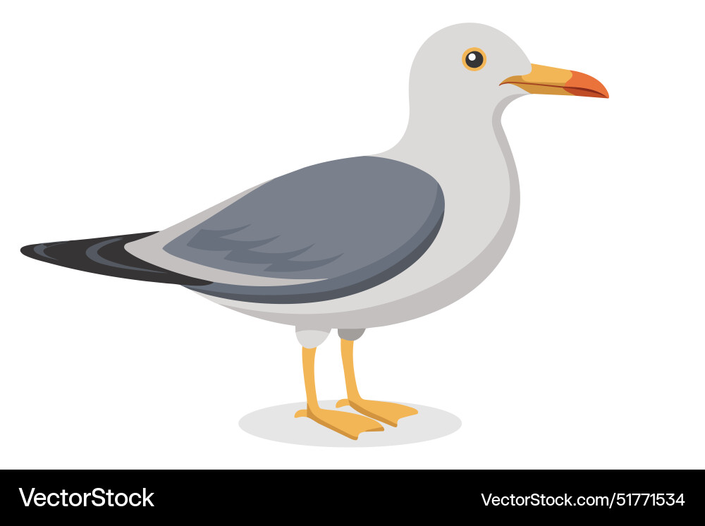 Gull bird on white background Royalty Free Vector Image