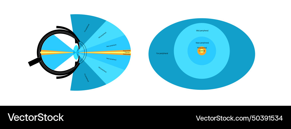 Peripheral vision poster Royalty Free Vector Image