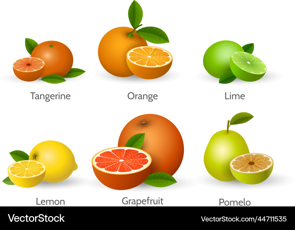 Citrus Fruits Collection Royalty Free Vector Image
