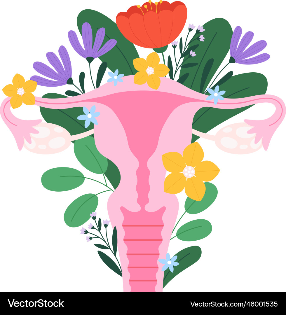 Female reproductive system ovaries uterus Vector Image