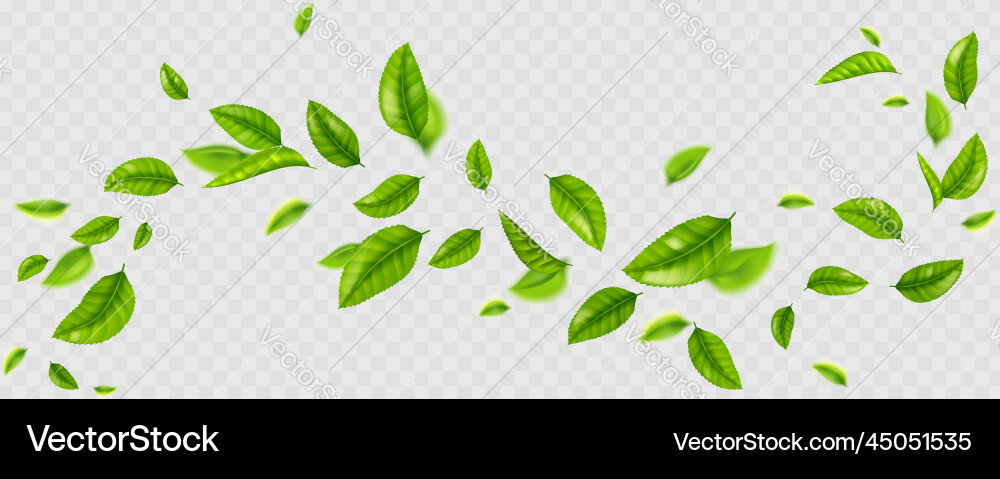 Fresh green leaves flying on wind Royalty Free Vector Image
